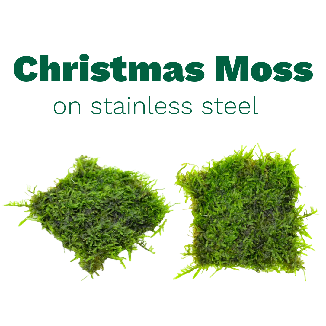 Christmas Moss on Stainless Steel - Easy Aquascaping Solution – Tropicflow