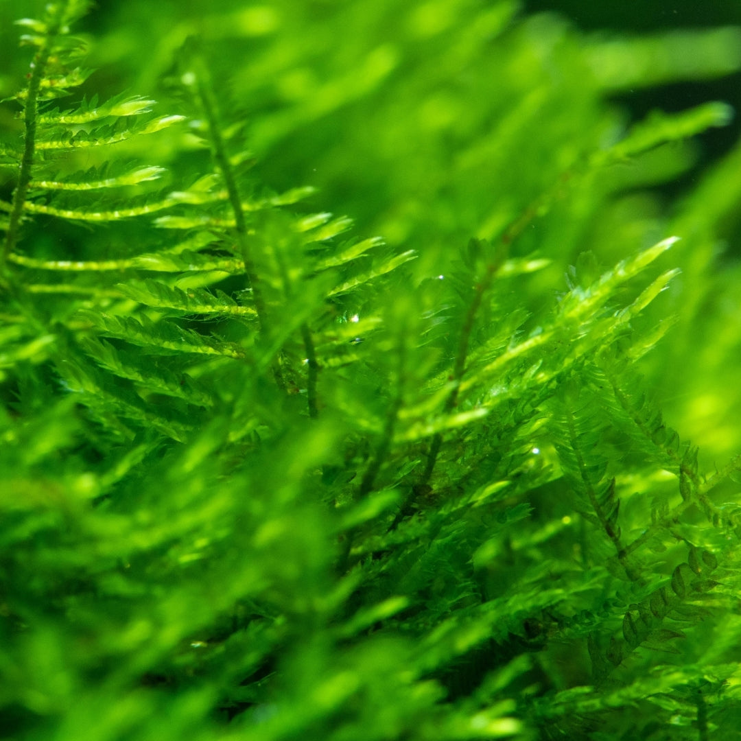 Mini Christmas Moss - Perfect Aquarium Moss – Tropicflow