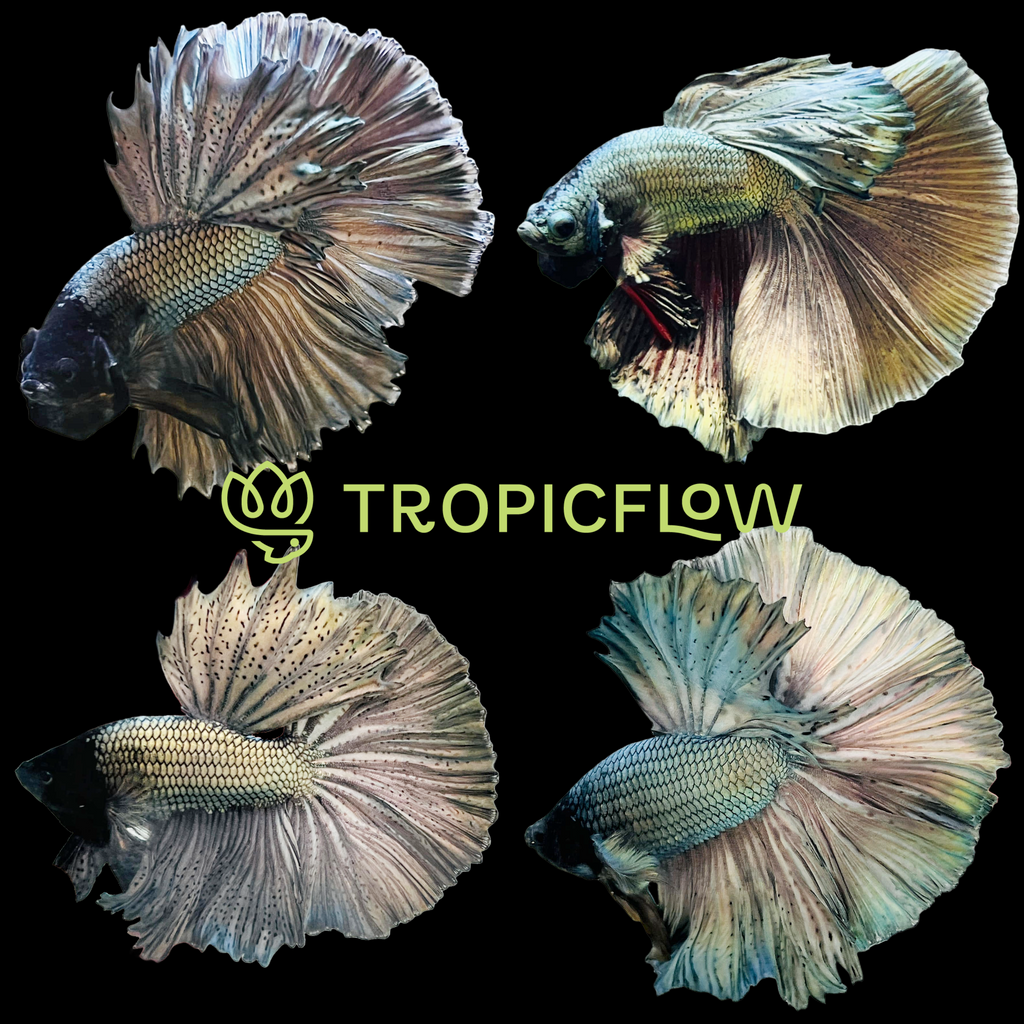 Copper Steel Halfmoon Male Betta Fish – Tropicflow