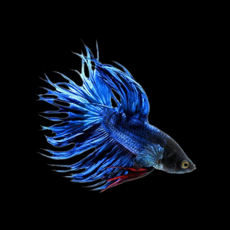 Crowntail Royal Blue Male Betta Fish – Tropicflow