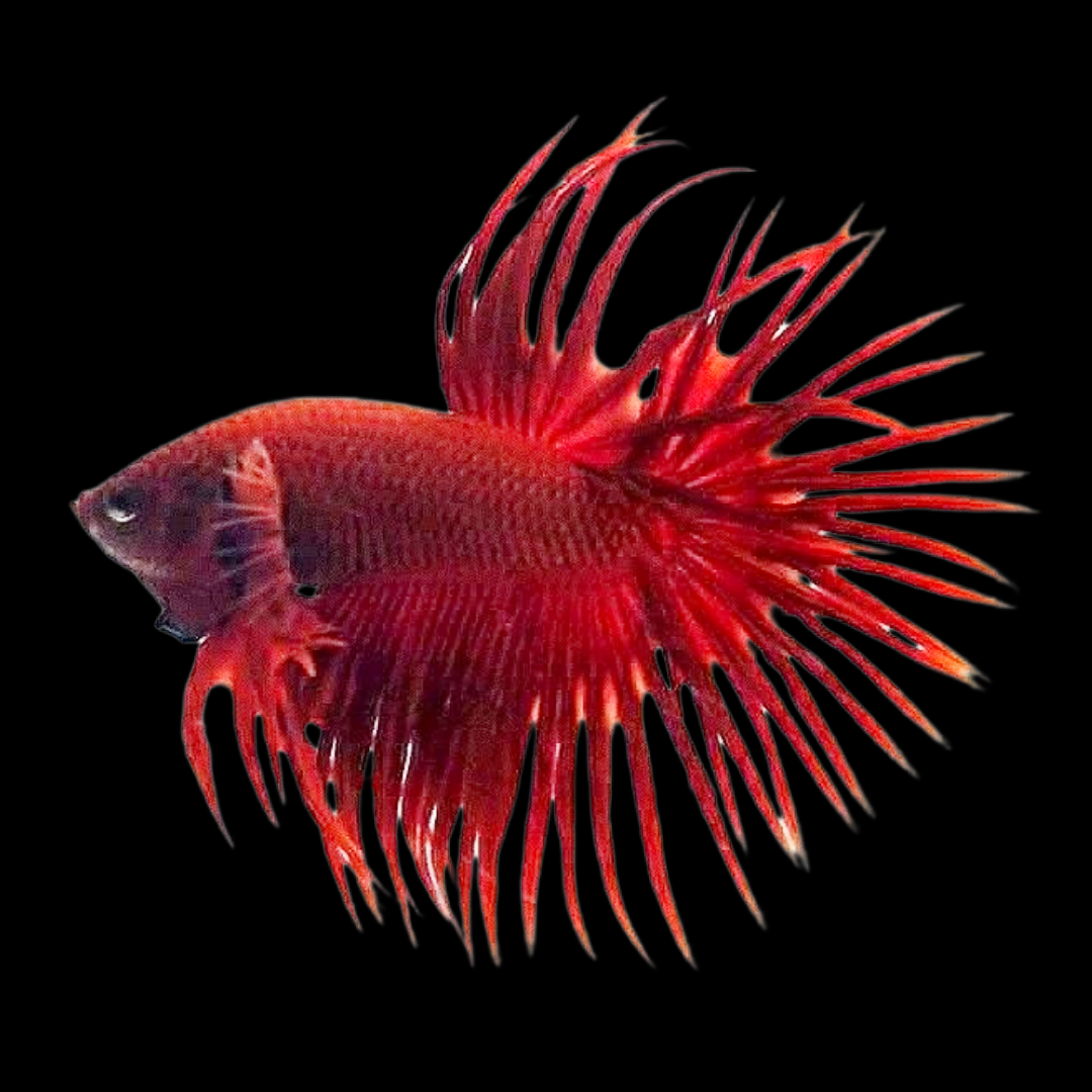 Crowntail Super Red Male Betta Fish – Tropicflow
