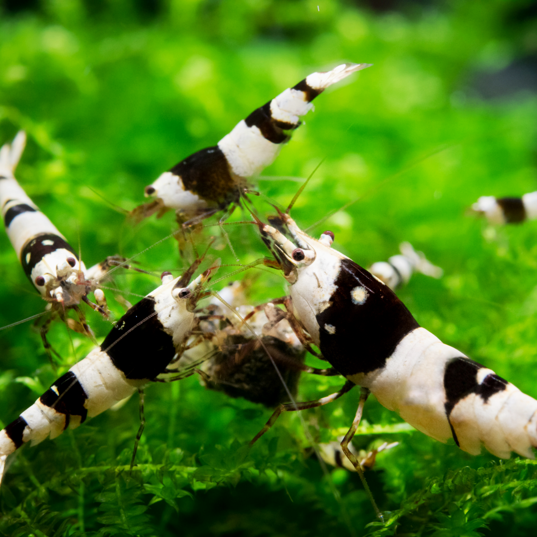 Crystal Black Caridina Shrimp – Tropicflow