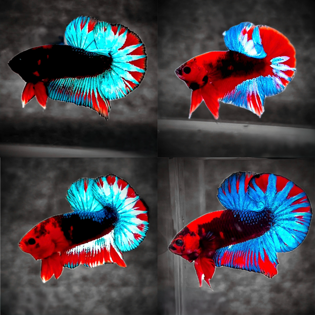 Dark Flame Hellboy Plakat Male Betta Fish | Mystery Betta