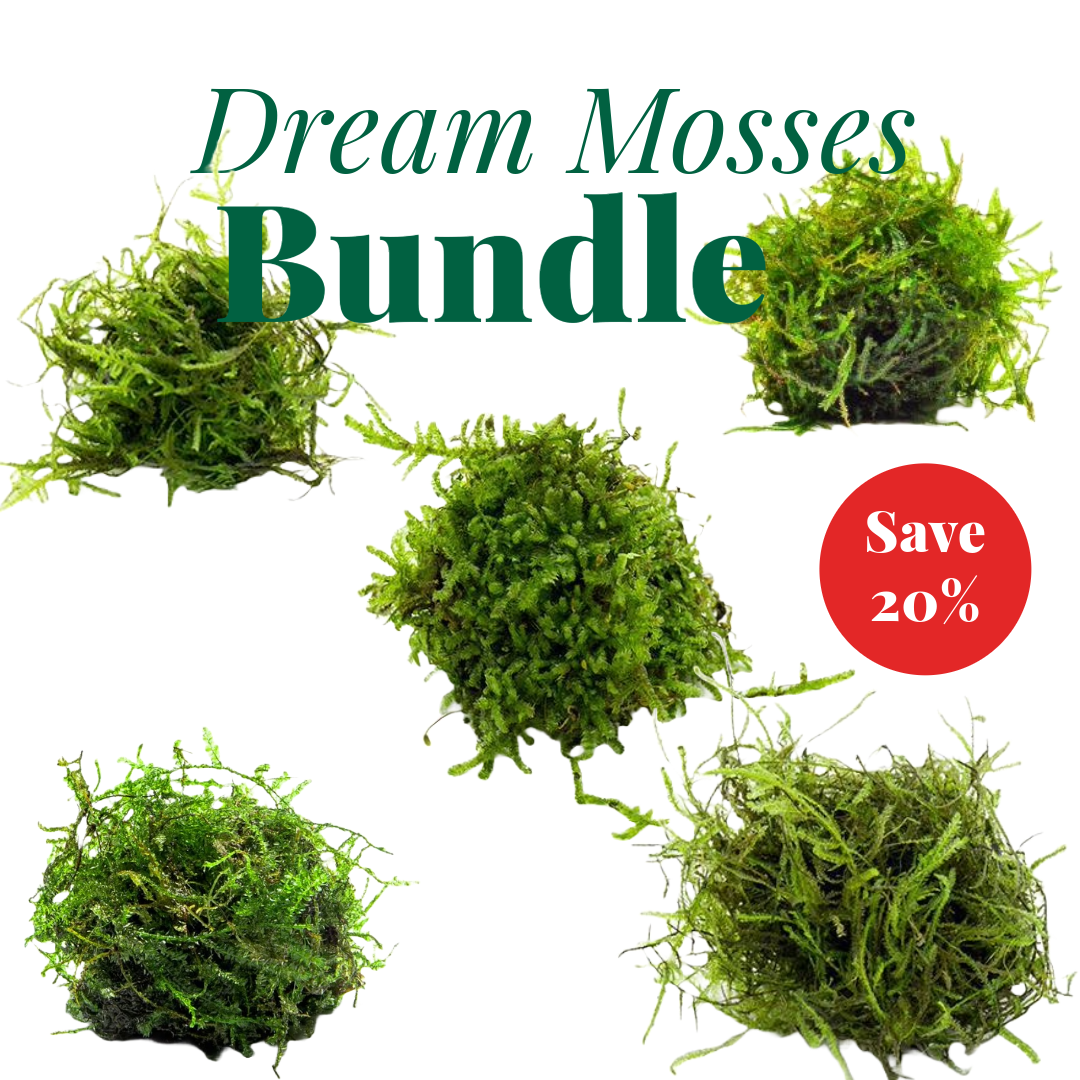 Dream Mosses Pack - Save Big on Premium Aquarium Moss – Tropicflow