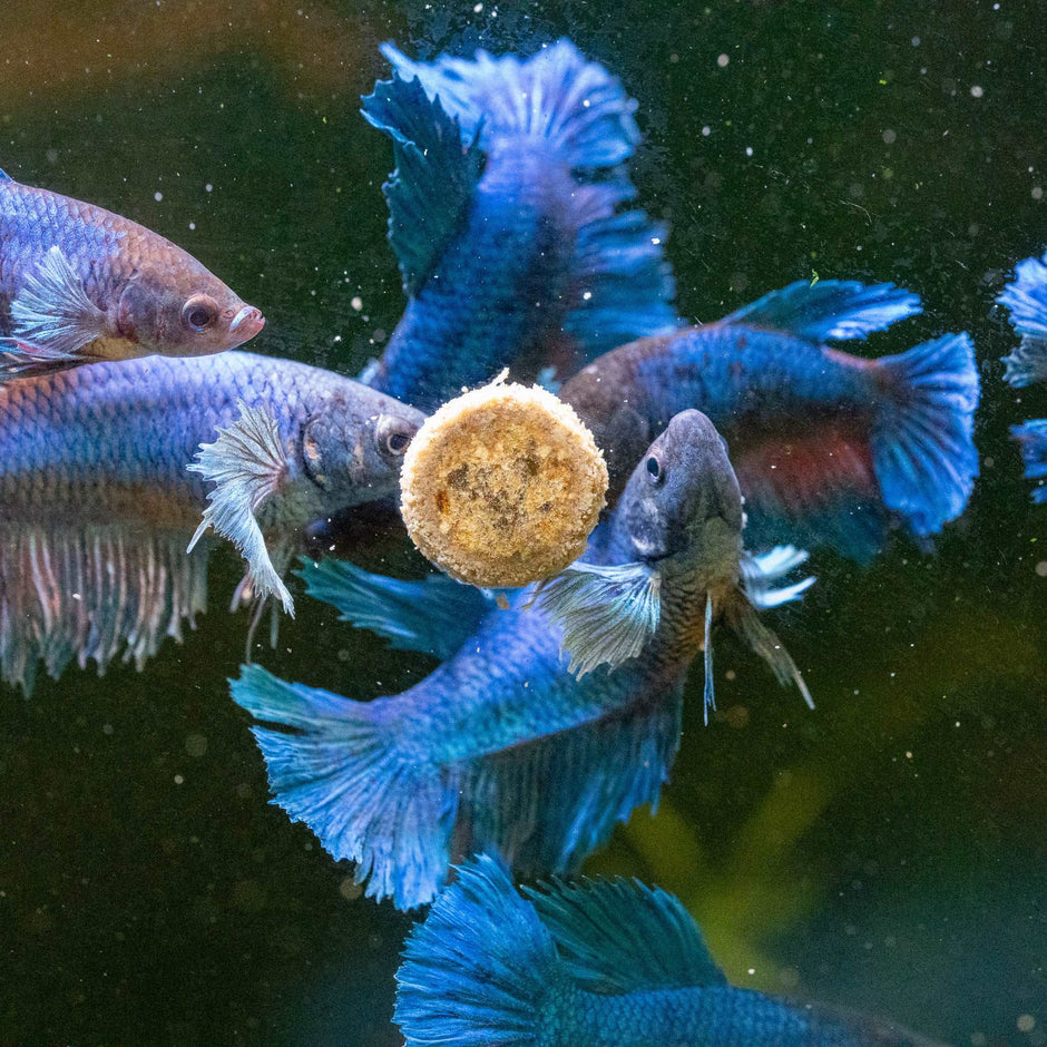 Shop Female Bettas Fish: Peaceful & Colorful Sorority – Page 2 – Tropicflow