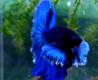Tropicflow | Royal Blue Dumbo Halfmoon Male Betta Fish