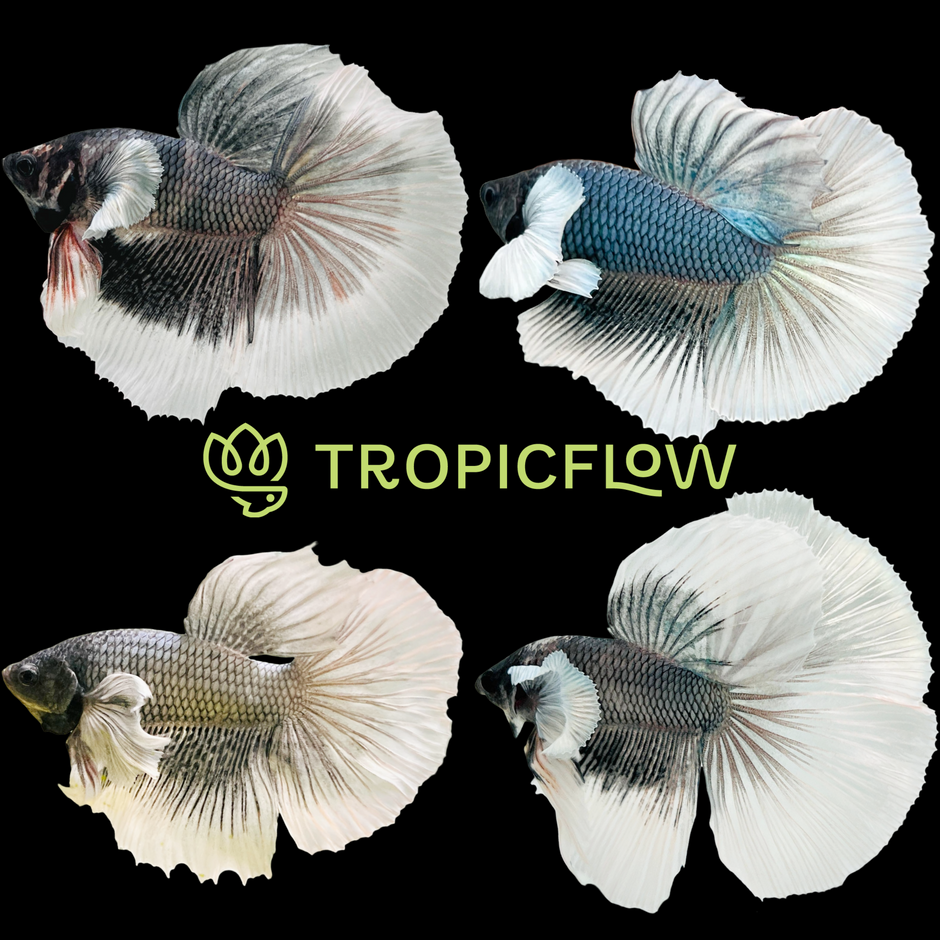 Shop Dumbo Male Bettas Fish: Word of Dumbo Fin – Tropicflow