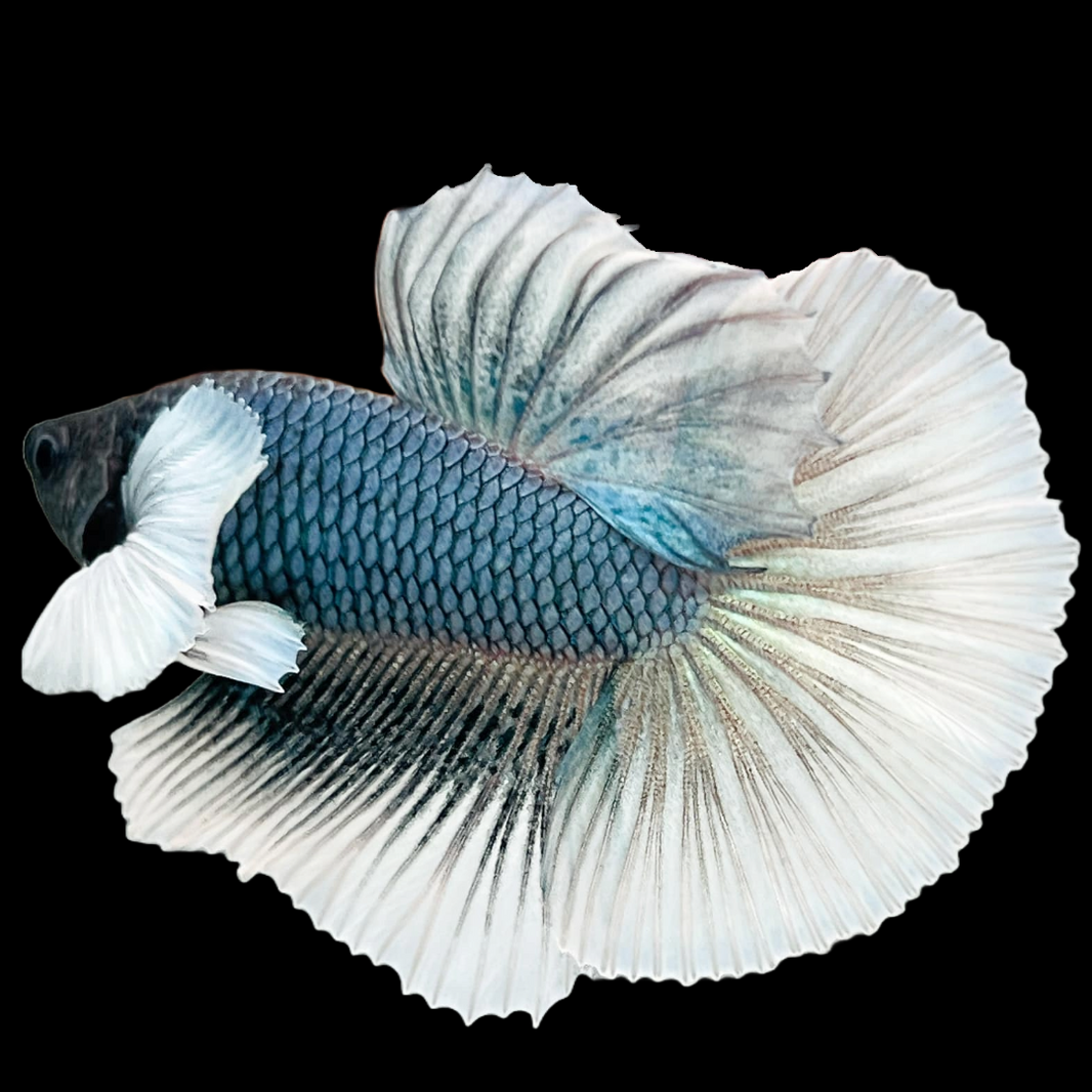 Shop Dumbo Male Bettas Fish: Word of Dumbo Fin – Tropicflow