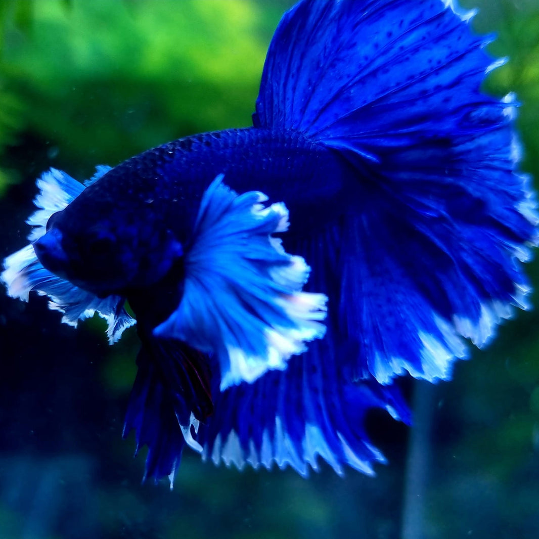 Exquisite Halfmoon Male Betta Fish - TropicFlow Collection – Tropicflow