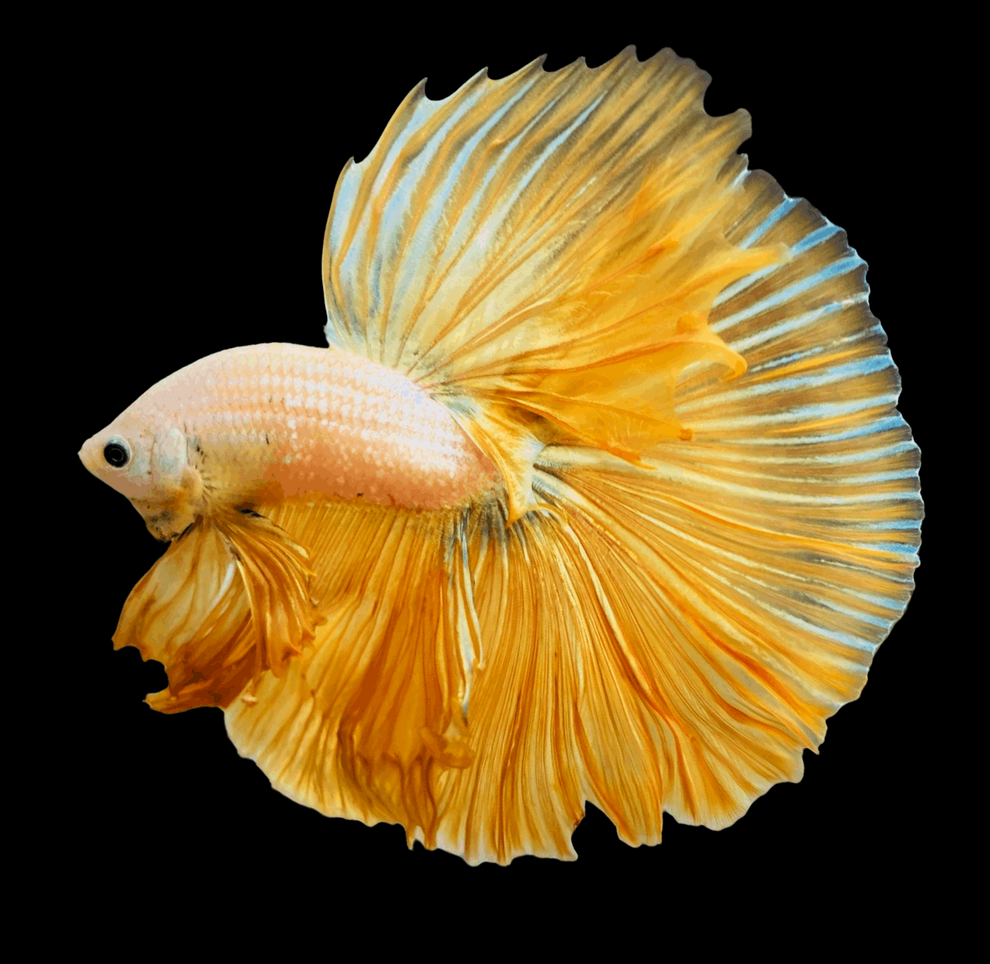 Tropicflow | Dumbo Gold Halfmoon Male Betta Fish