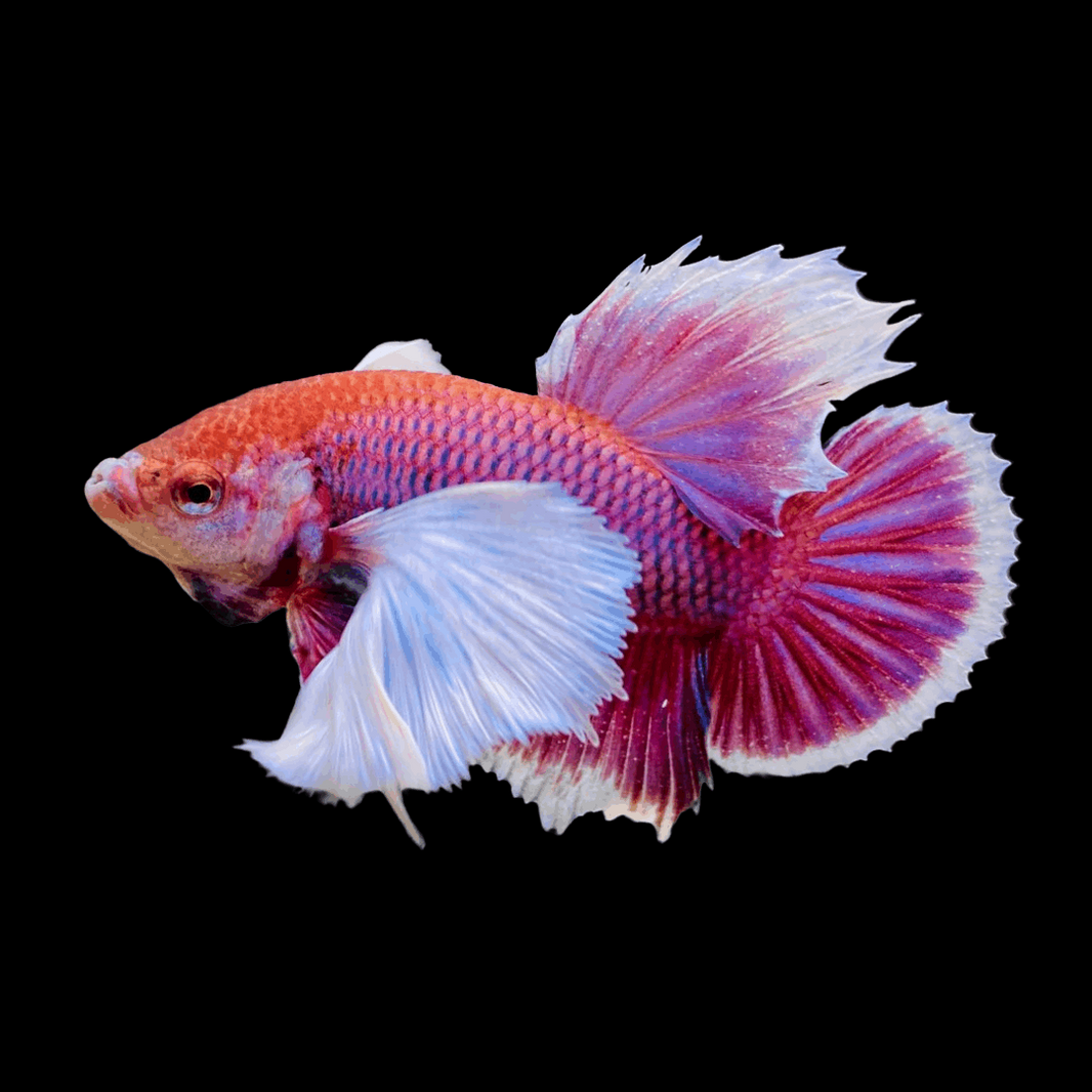 Shop Dumbo Male Bettas Fish: Word of Dumbo Fin – Tropicflow