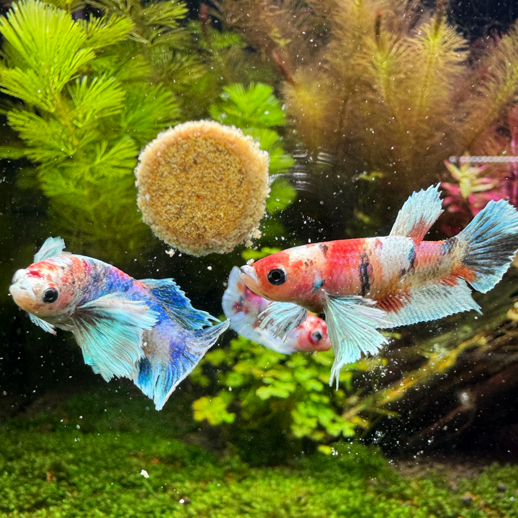 Dumbo Nemo Female Betta Fish Sorority | Tropicflow