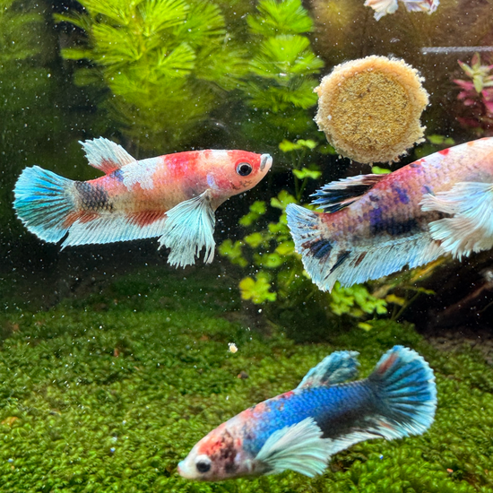 Dumbo Nemo Female Betta Fish Sorority | Tropicflow