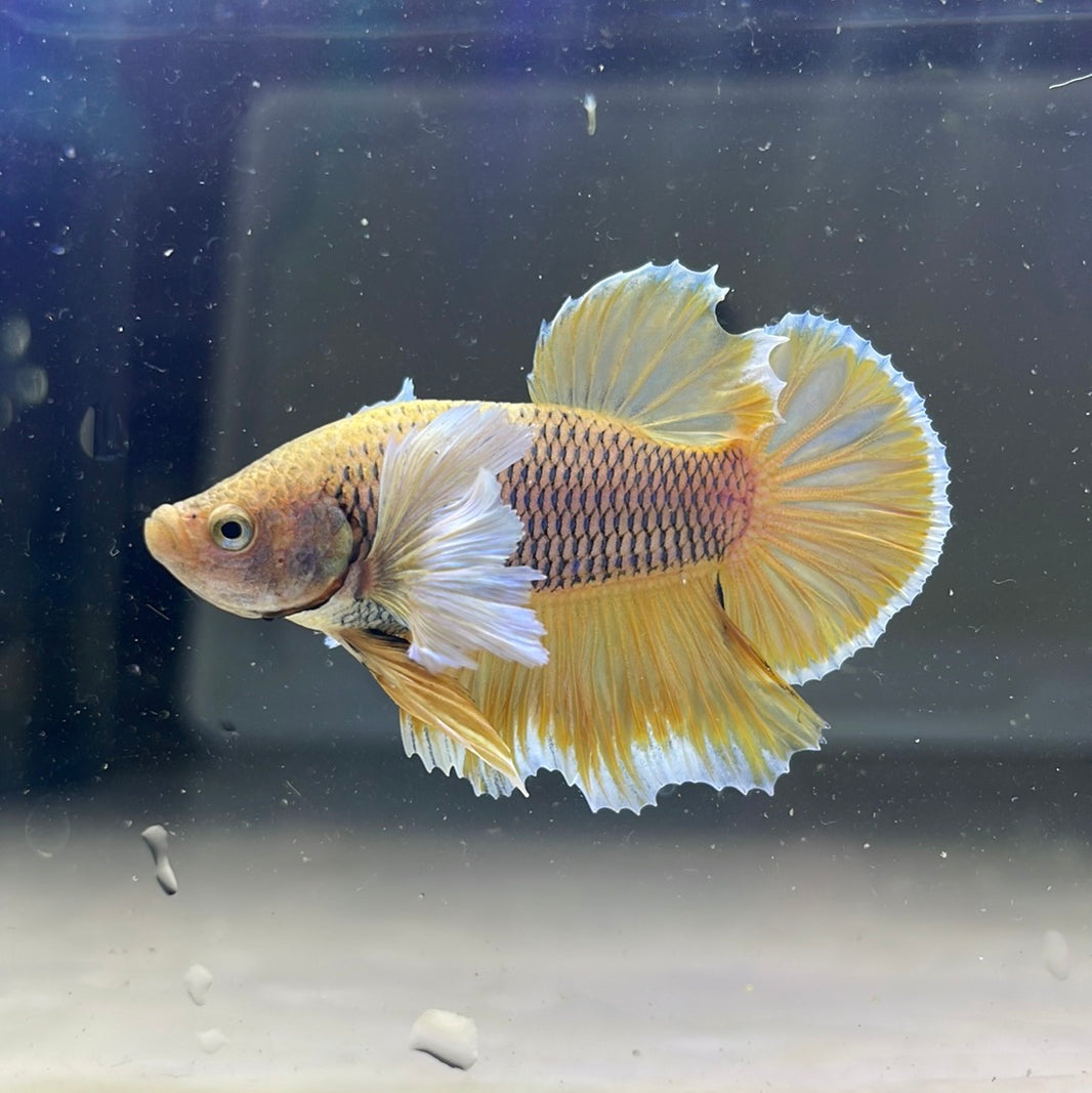 Shop Dumbo Male Bettas Fish: Word of Dumbo Fin – Tropicflow