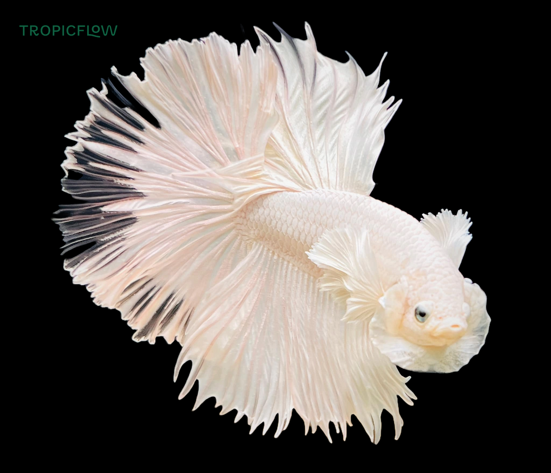 Tropicflow | Super White Dumbo Ear Halfmoon Male Betta Fish