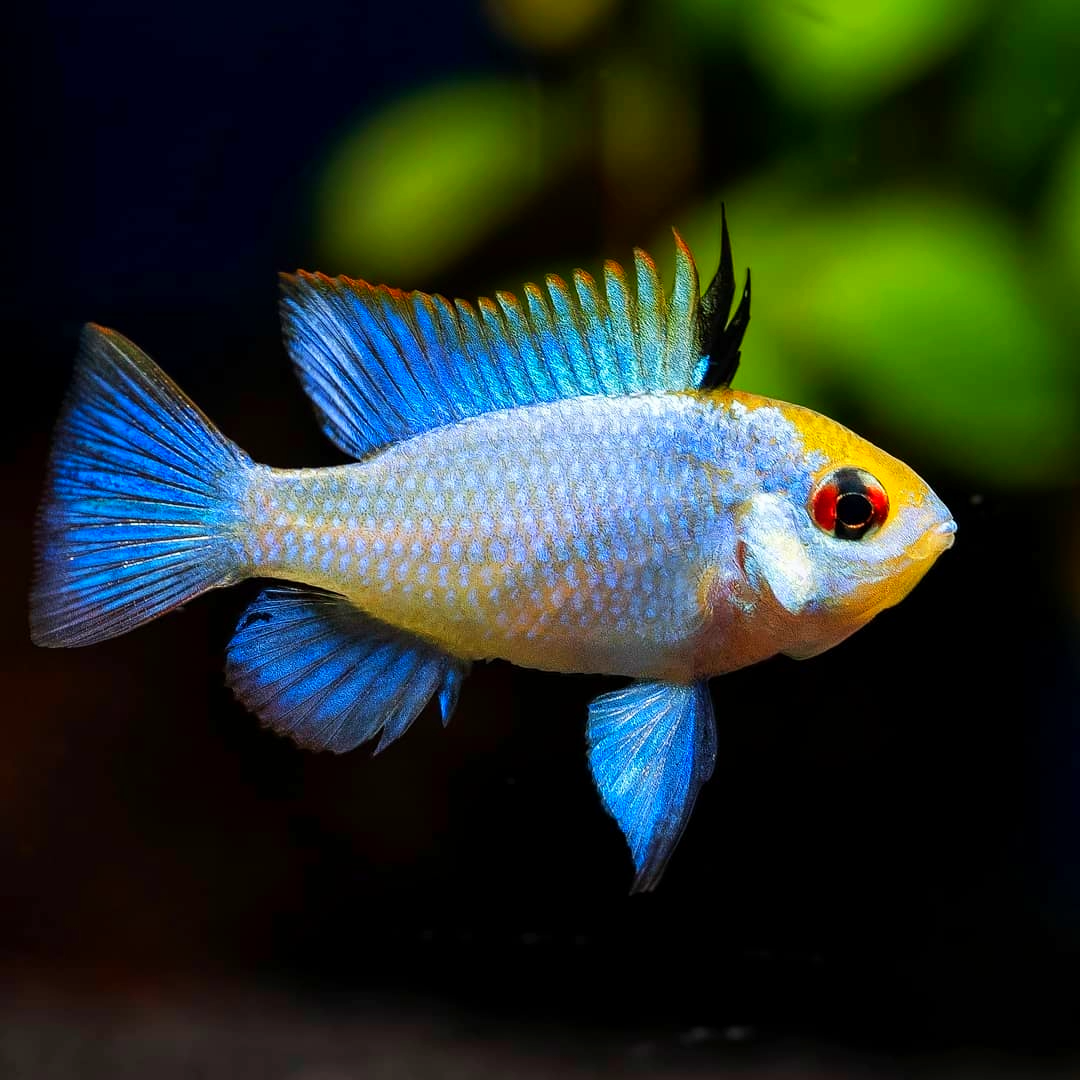 Electric Blue Ram Cichlid - Vibrant Freshwater Fish – Tropicflow