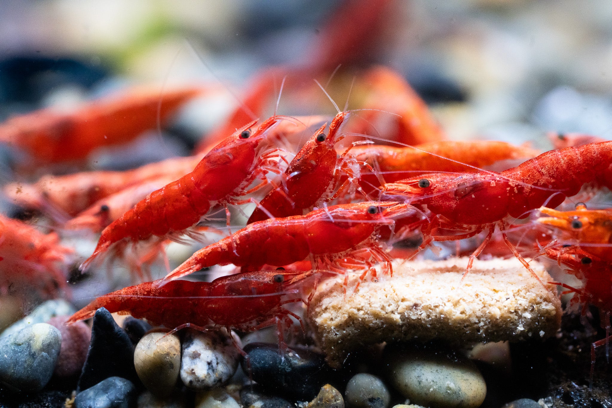 Tropicflow | Fire Red Cherry Neocaridina Shrimp
