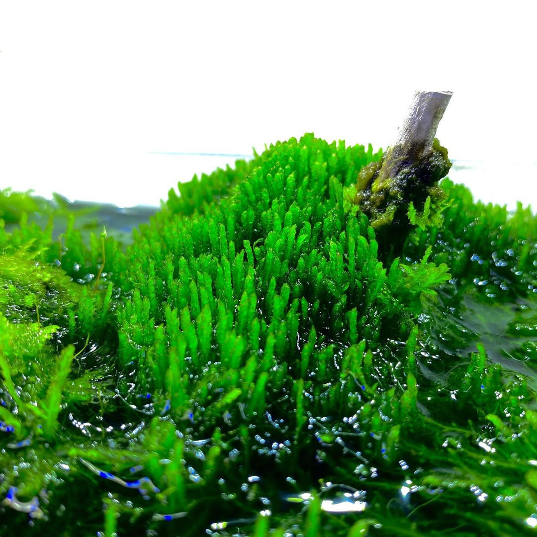 Flame Moss - Unique Aquascaping Plant for Aquariums – Tropicflow