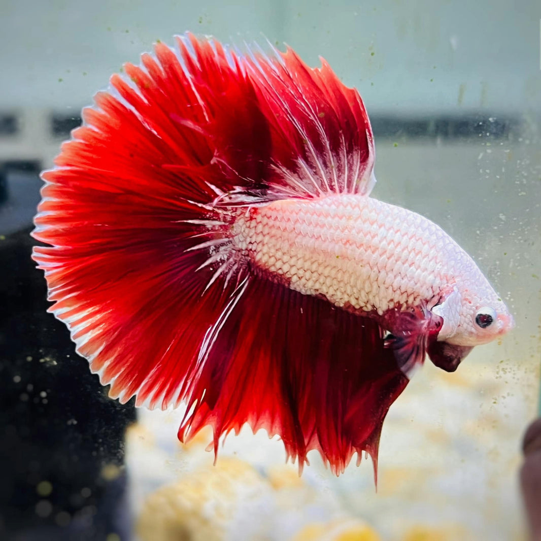 Exquisite Halfmoon Male Betta Fish - TropicFlow Collection – Tropicflow