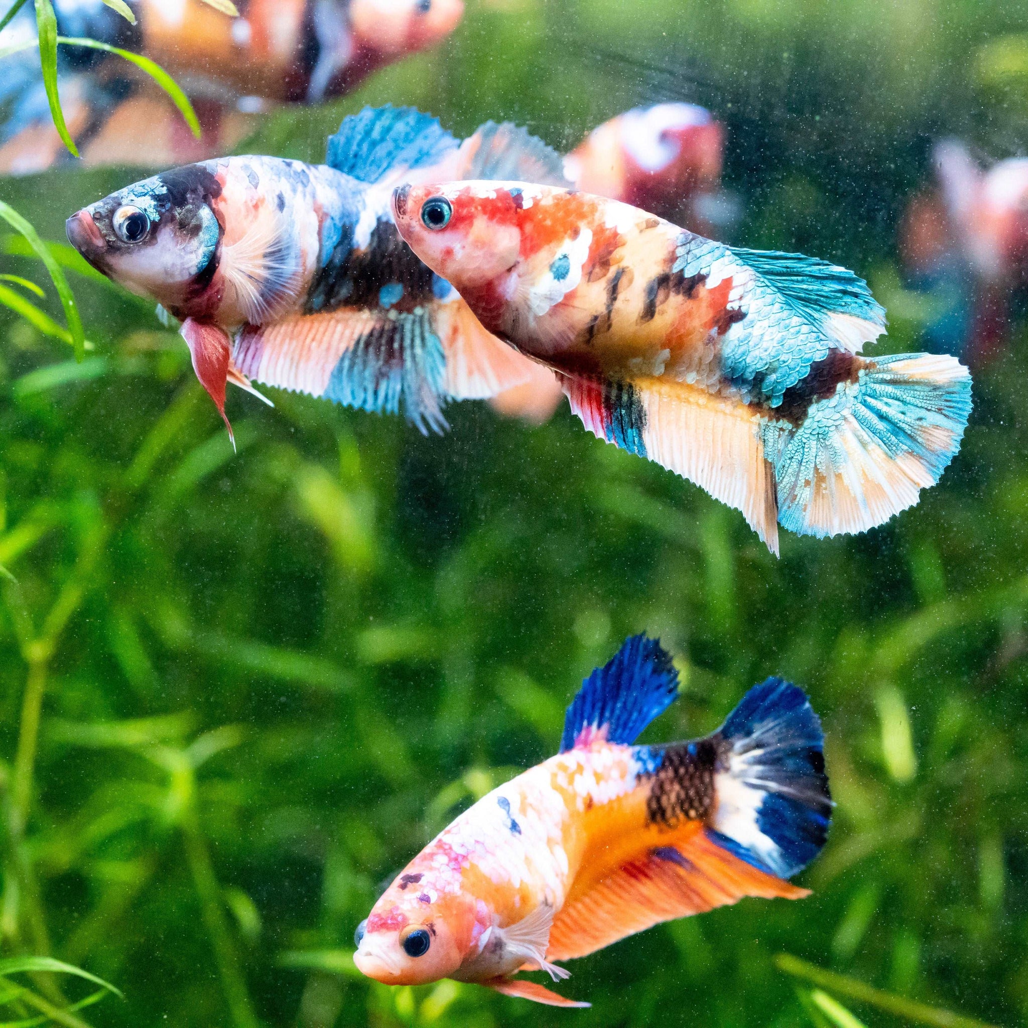 Koi Nemo Candy Full Scale Female Betta Fish SororitY | Tropicflow