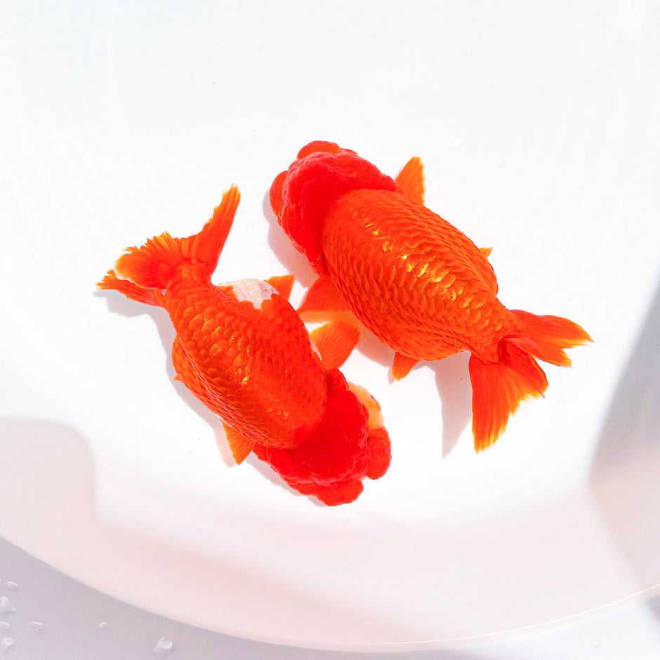 Full Scale Ranchu Goldfish | Grower Pick