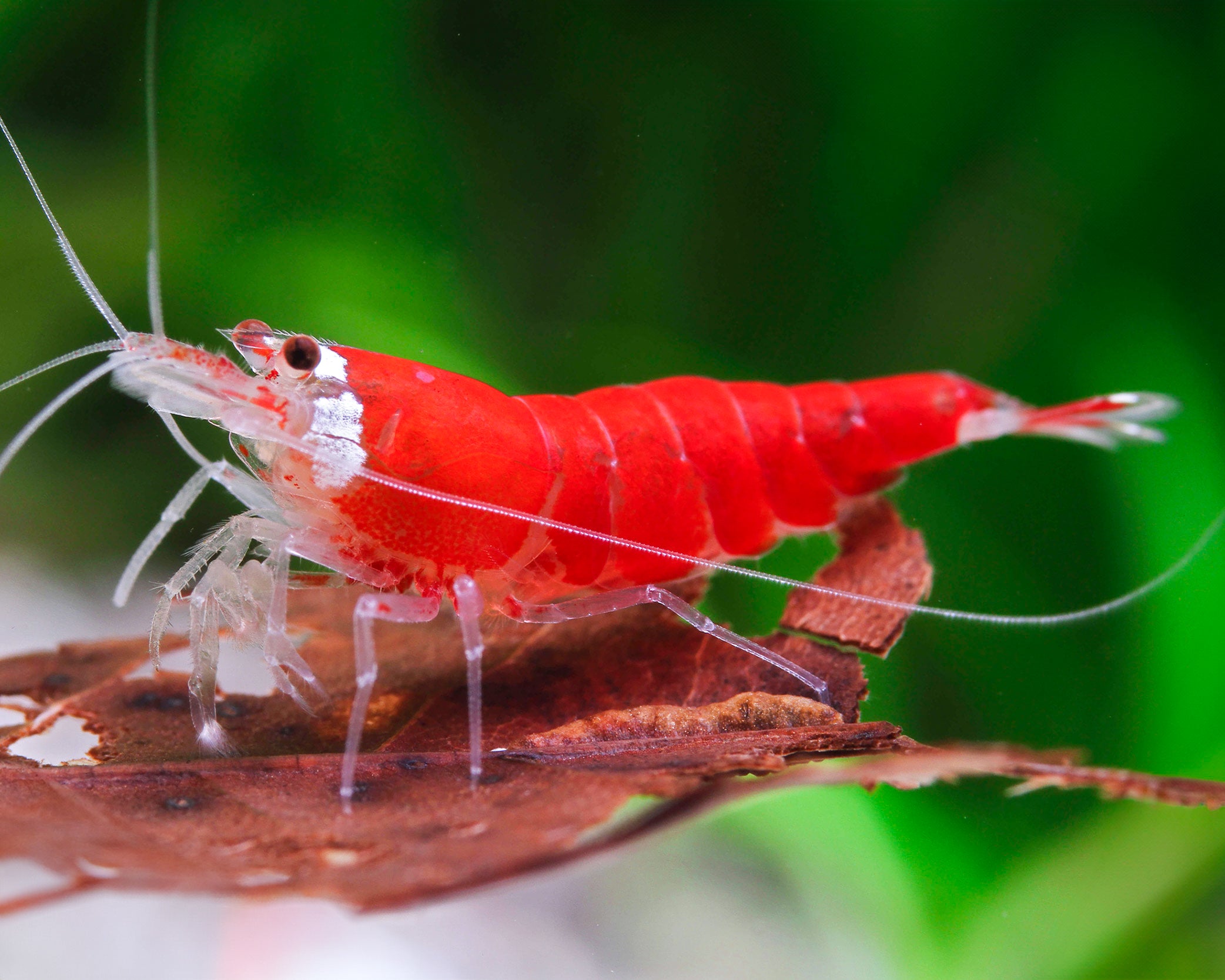 Santa Caridina Shrimp – Tropicflow