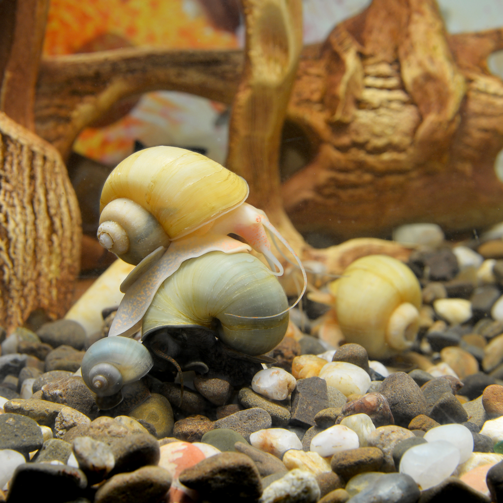 Gold Mystery Snail – Tropicflow
