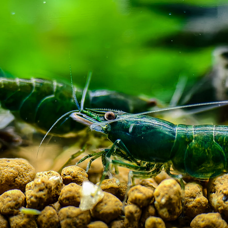 Shop Caridina Shrimp: Discover The Tiny Universe – Tropicflow