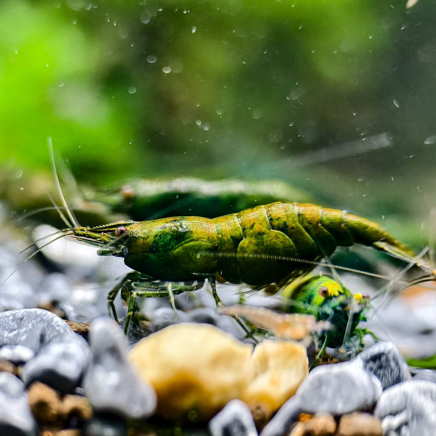 Green Jade Neocaridina Shrimp – Tropicflow