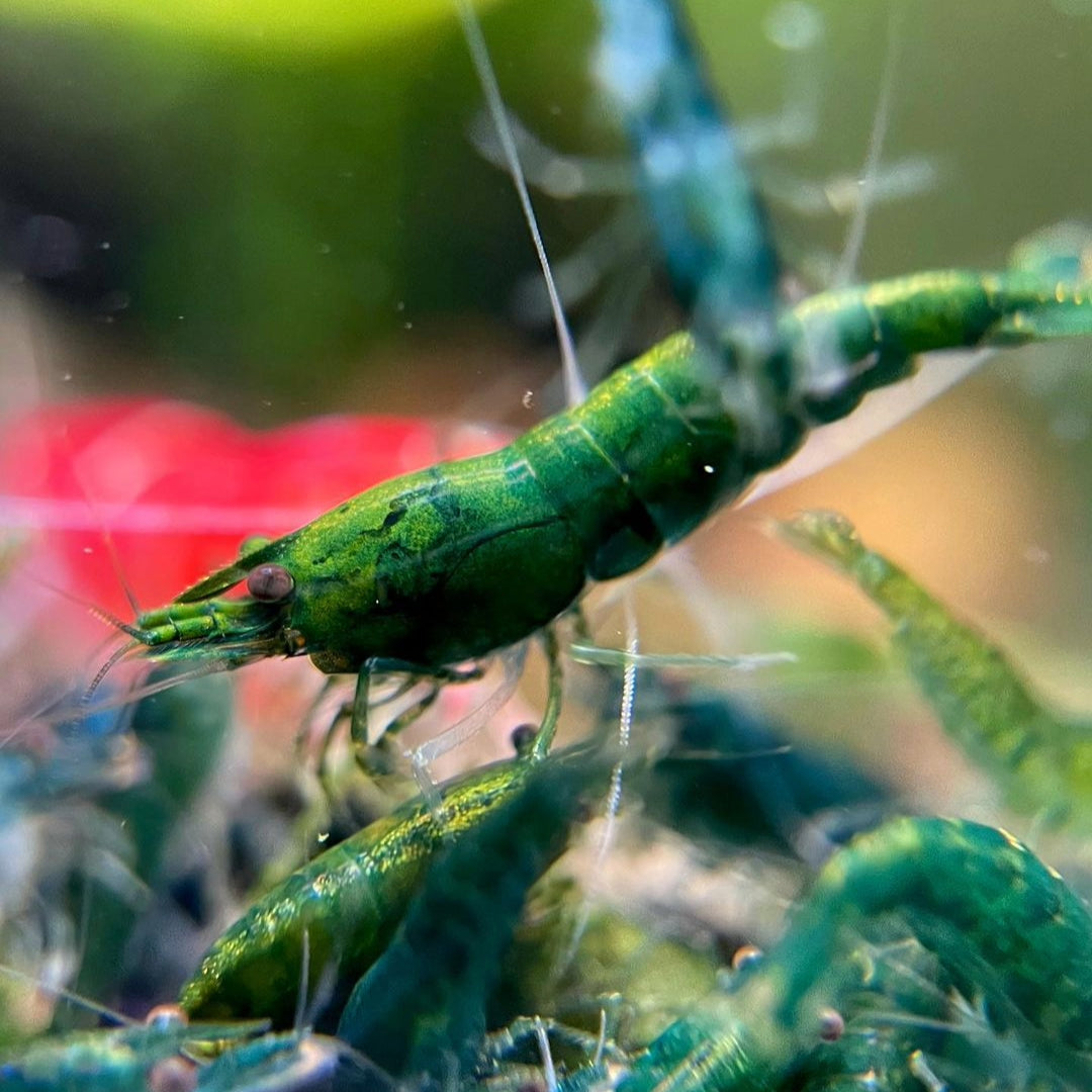 Green Jade Neocaridina Shrimp – Tropicflow