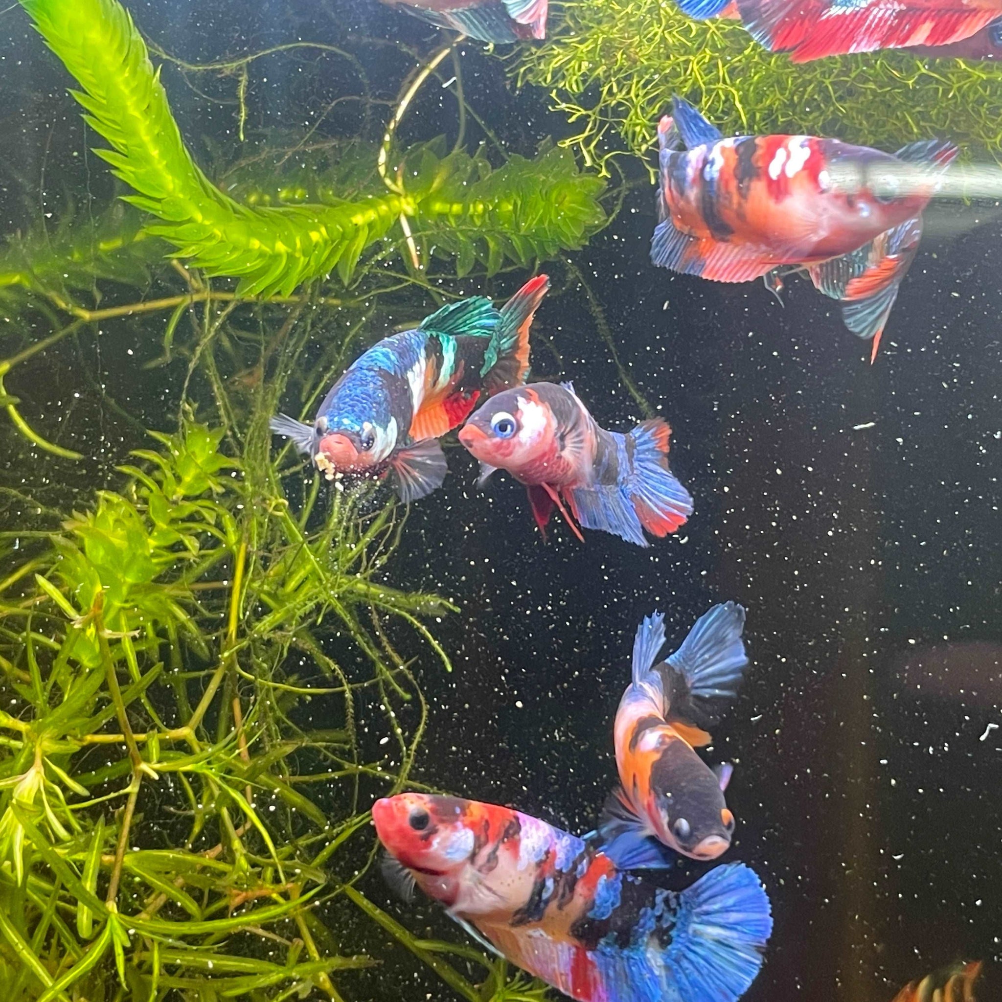 Koi Nemo Black Base Female Betta Fish Sorority | Tropicflow