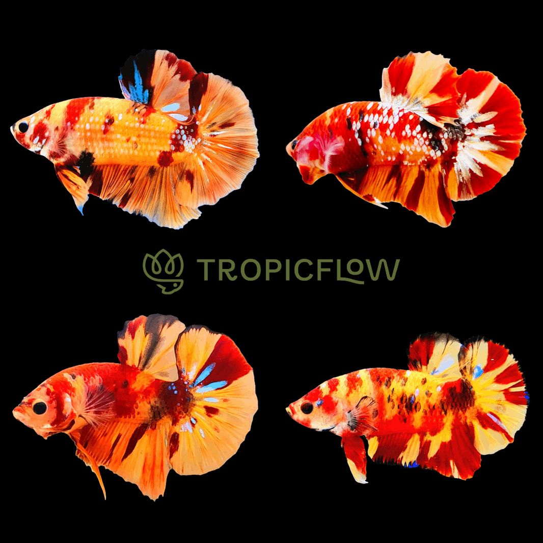Shop Plakat Bettas: Discover Hardy & Colorful Aquarium Stars – Tropicflow