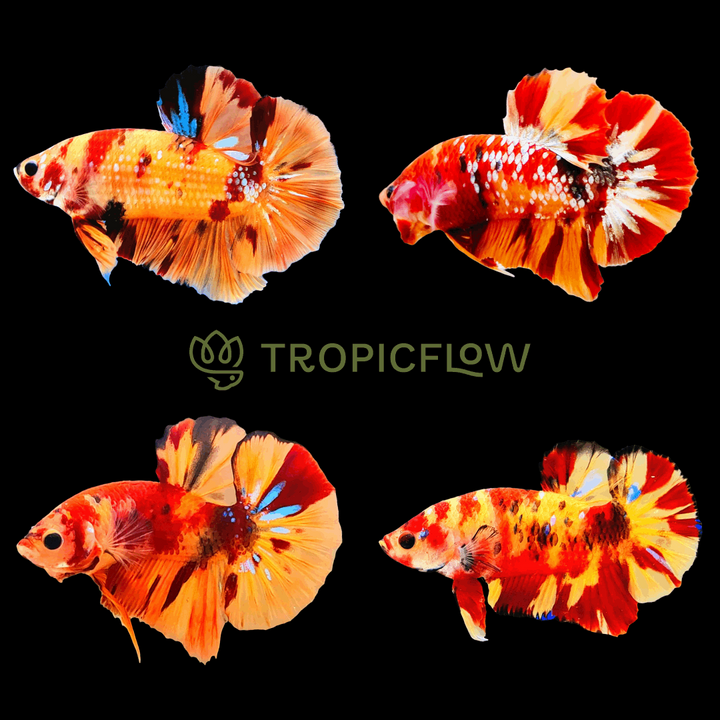 Betta Fish for Sale: Top Varieties & Vibrant Colors – Tropicflow