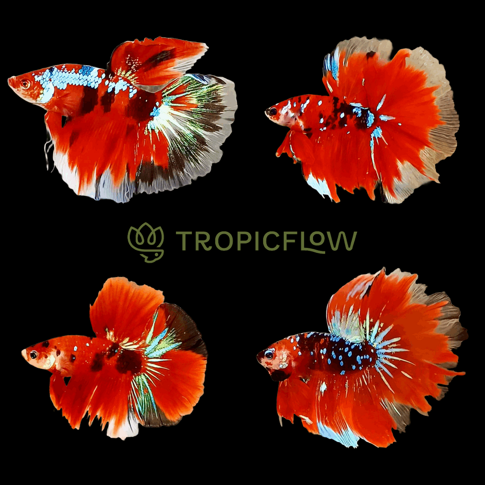Koi Red Galaxy Halfmoon Betta Fish | Male Betta Fish | Tropicflow