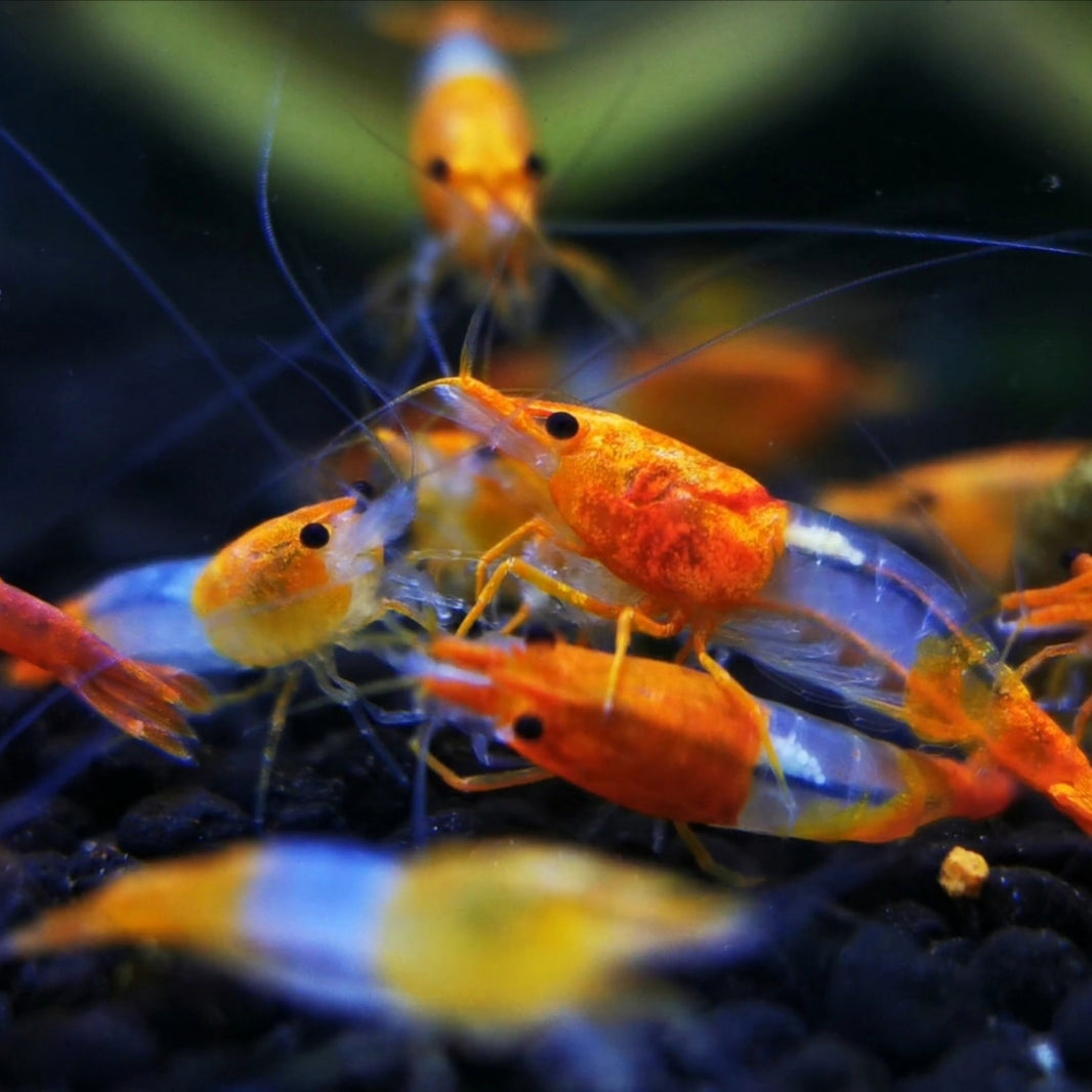Shop Caridina Shrimp: Discover The Tiny Universe – Tropicflow