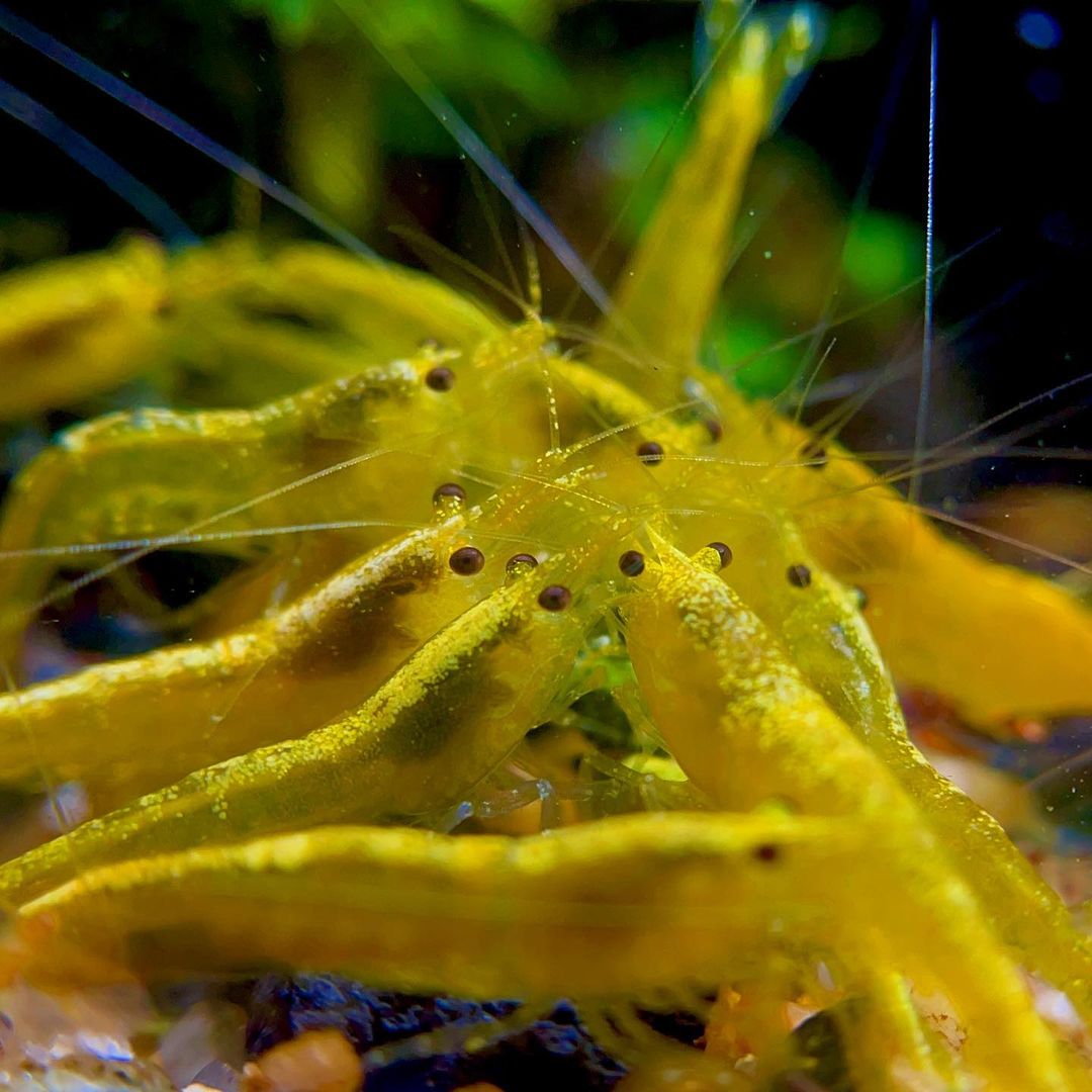 Yellow Golden Back Neocaridina Shrimp – Tropicflow