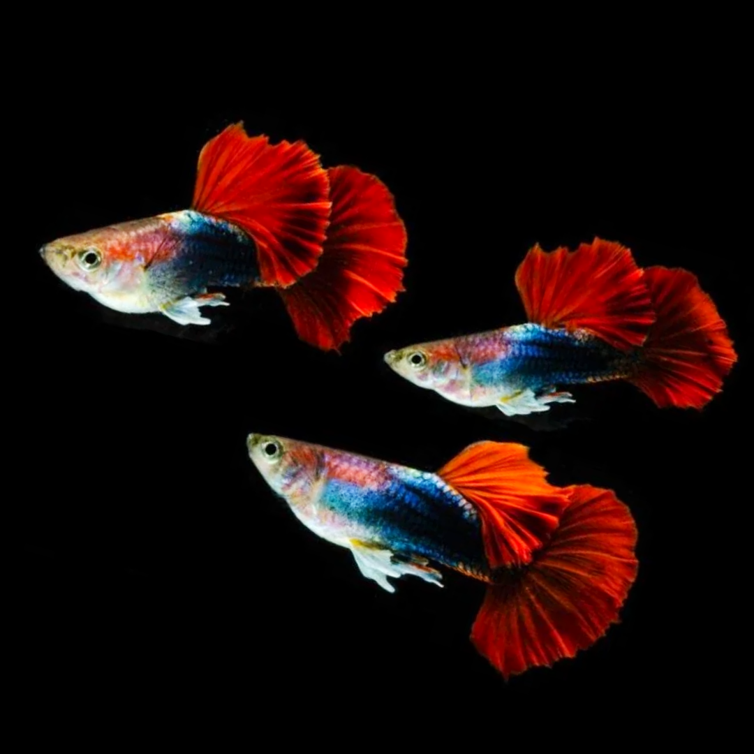 Half Black Red Rose Guppy Fish – Tropicflow