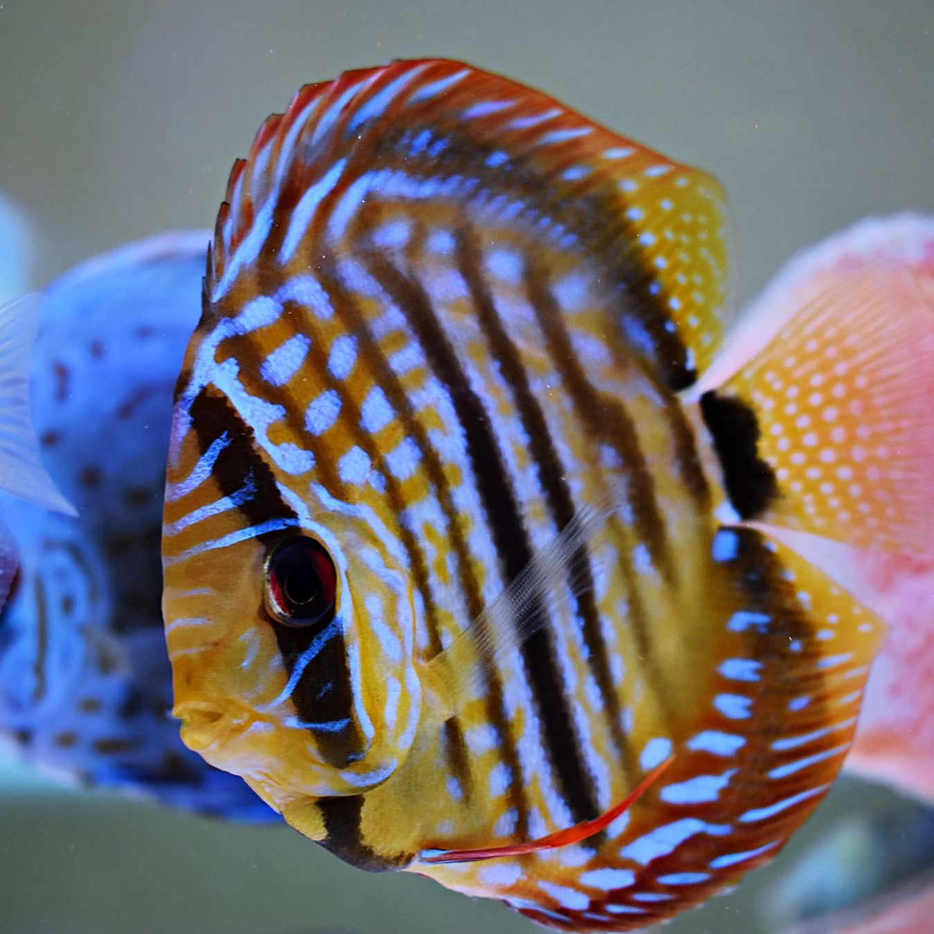 Royal Heckel Cross Discus Fish – Tropicflow