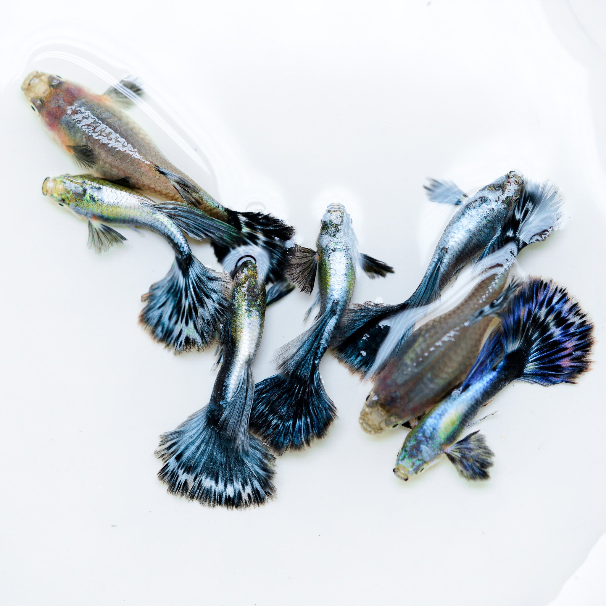 Purple Ivory Mosaic Guppy Fish – Tropicflow