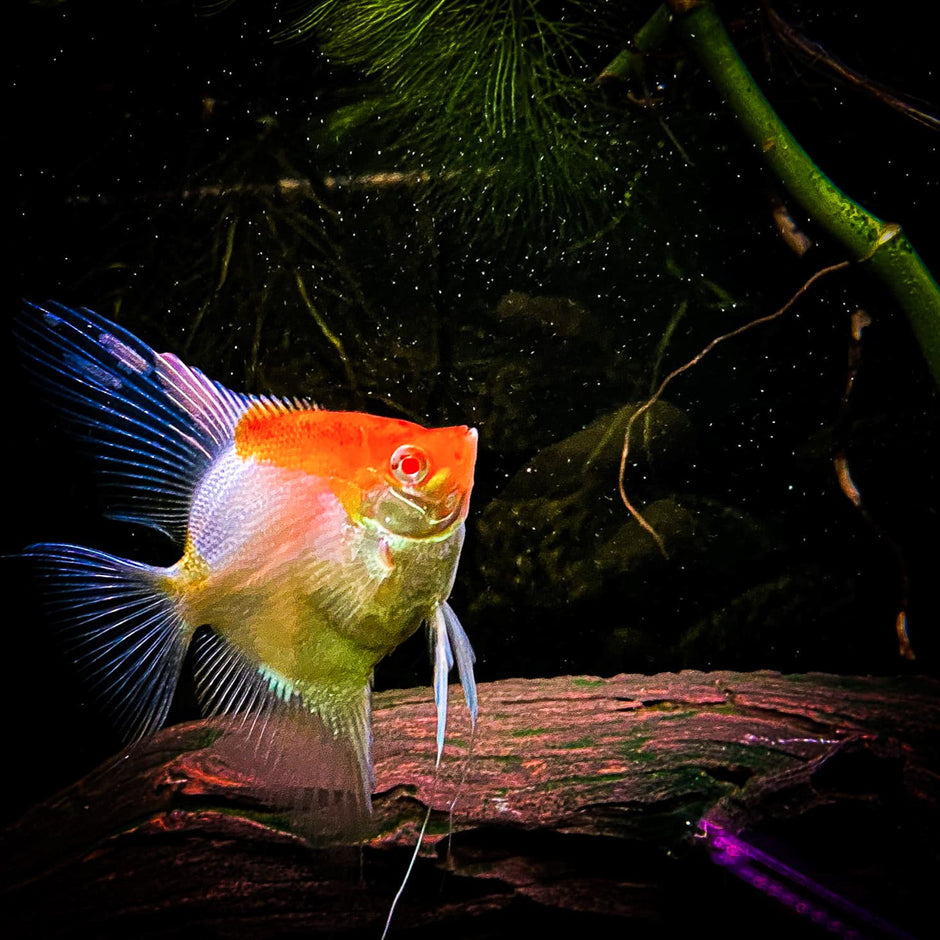 Koi Albino Red Cap Angelfish