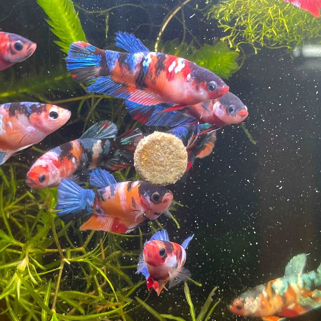 Shop Female Bettas Fish: Peaceful & Colorful Sorority – Tropicflow