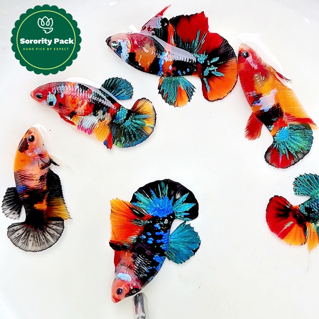 Female Betta Fish Sorority Pack | Tropicflow