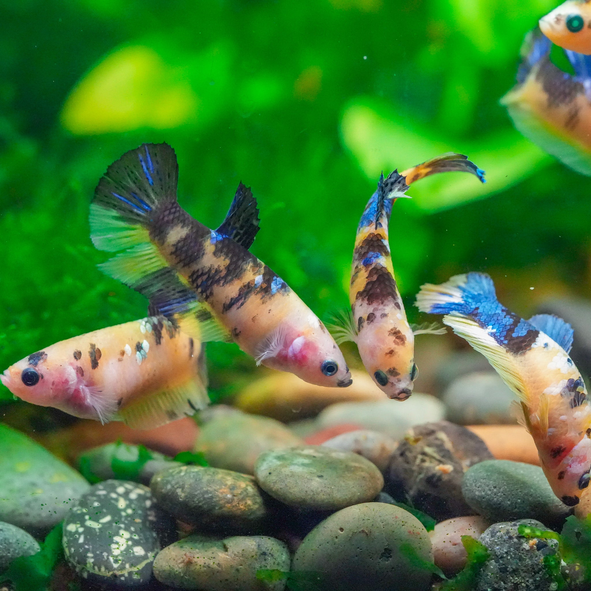 Koi Yellow Copper Female Betta Fish Sorority | Tropicflow