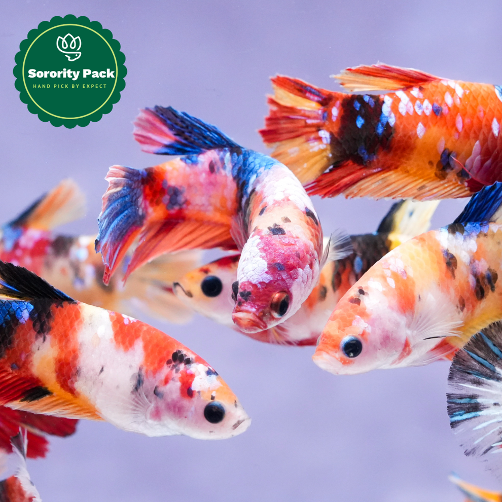 Koi Nemo Fire Female Betta Sorority Pack – Tropicflow