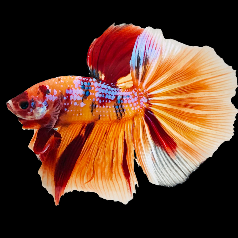 Shop Koi Bettas Fish: Explore The Beauty of Aquatic – Tropicflow