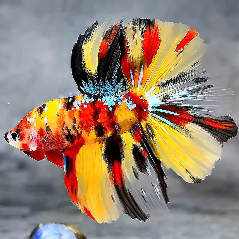 Shop Koi Bettas Fish: Explore The Beauty of Aquatic – Tropicflow