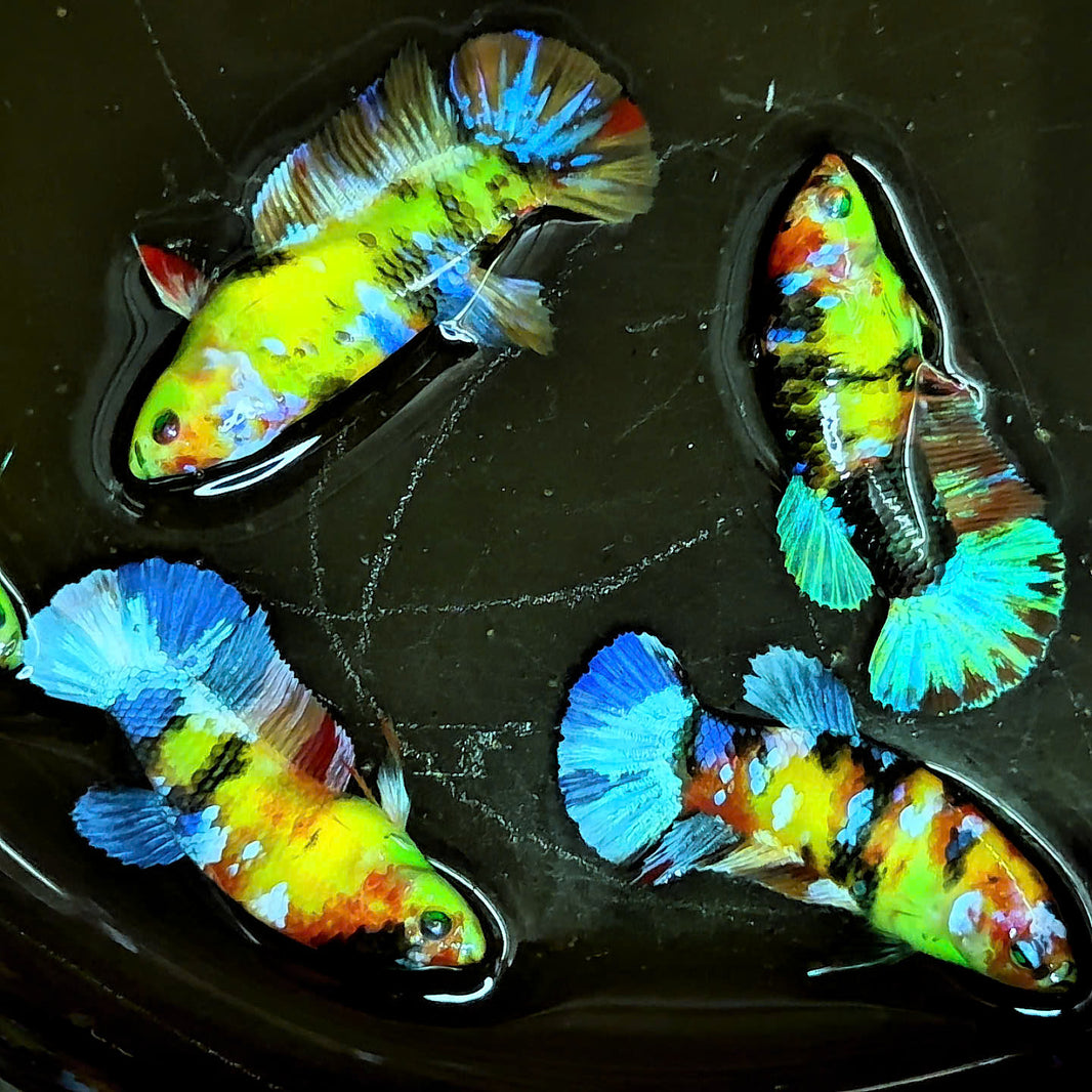 Shop Female Bettas Fish: Peaceful & Colorful Sorority – Tropicflow