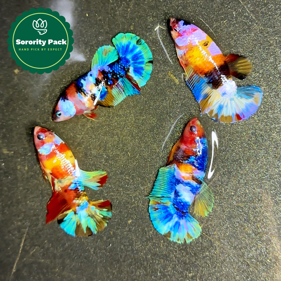 Female Betta Fish Sorority Pack | Tropicflow