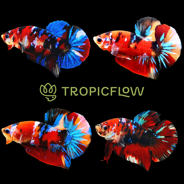 Betta Fish for Sale: Top Varieties & Vibrant Colors – Tropicflow