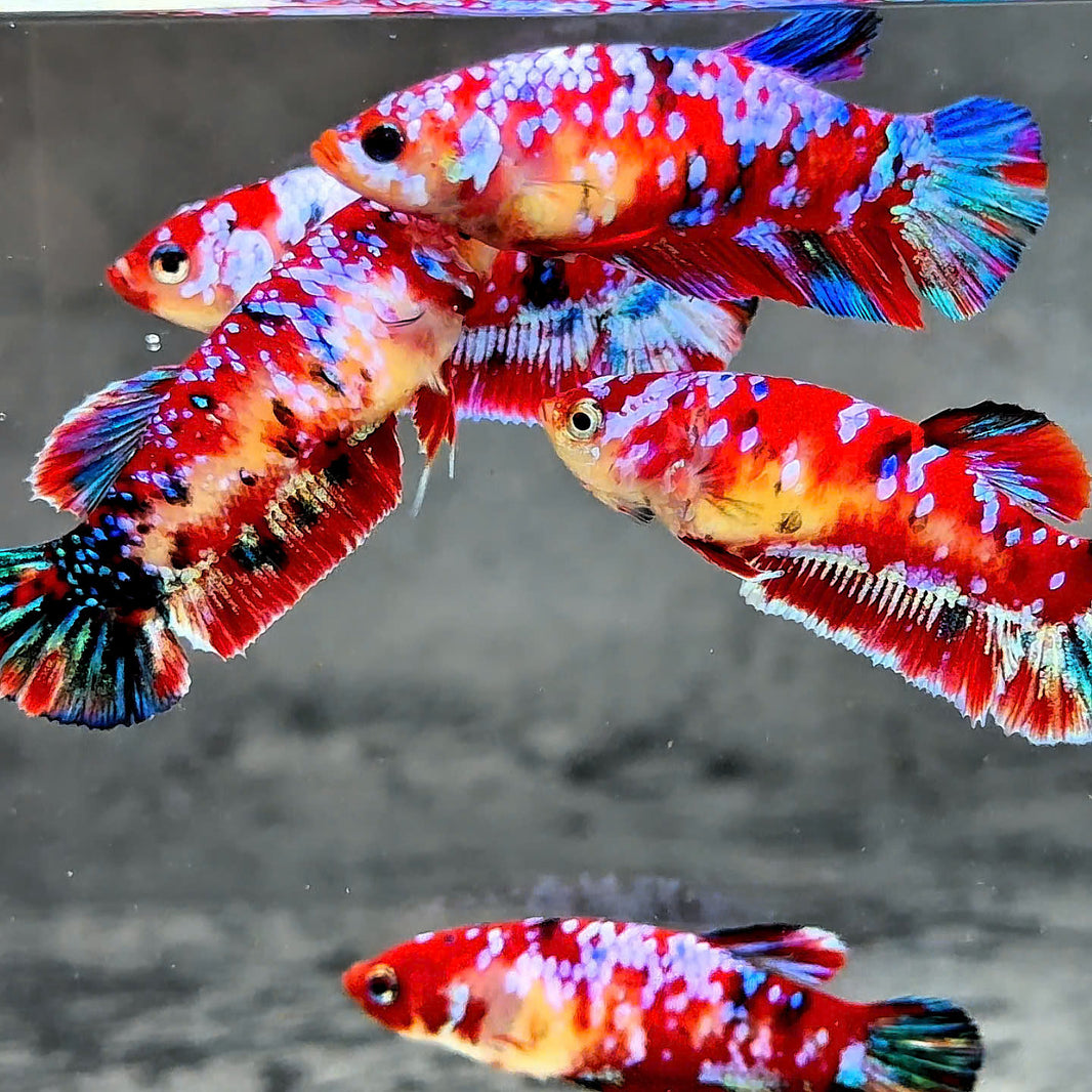 Shop Female Bettas Fish: Peaceful & Colorful Sorority – Tropicflow